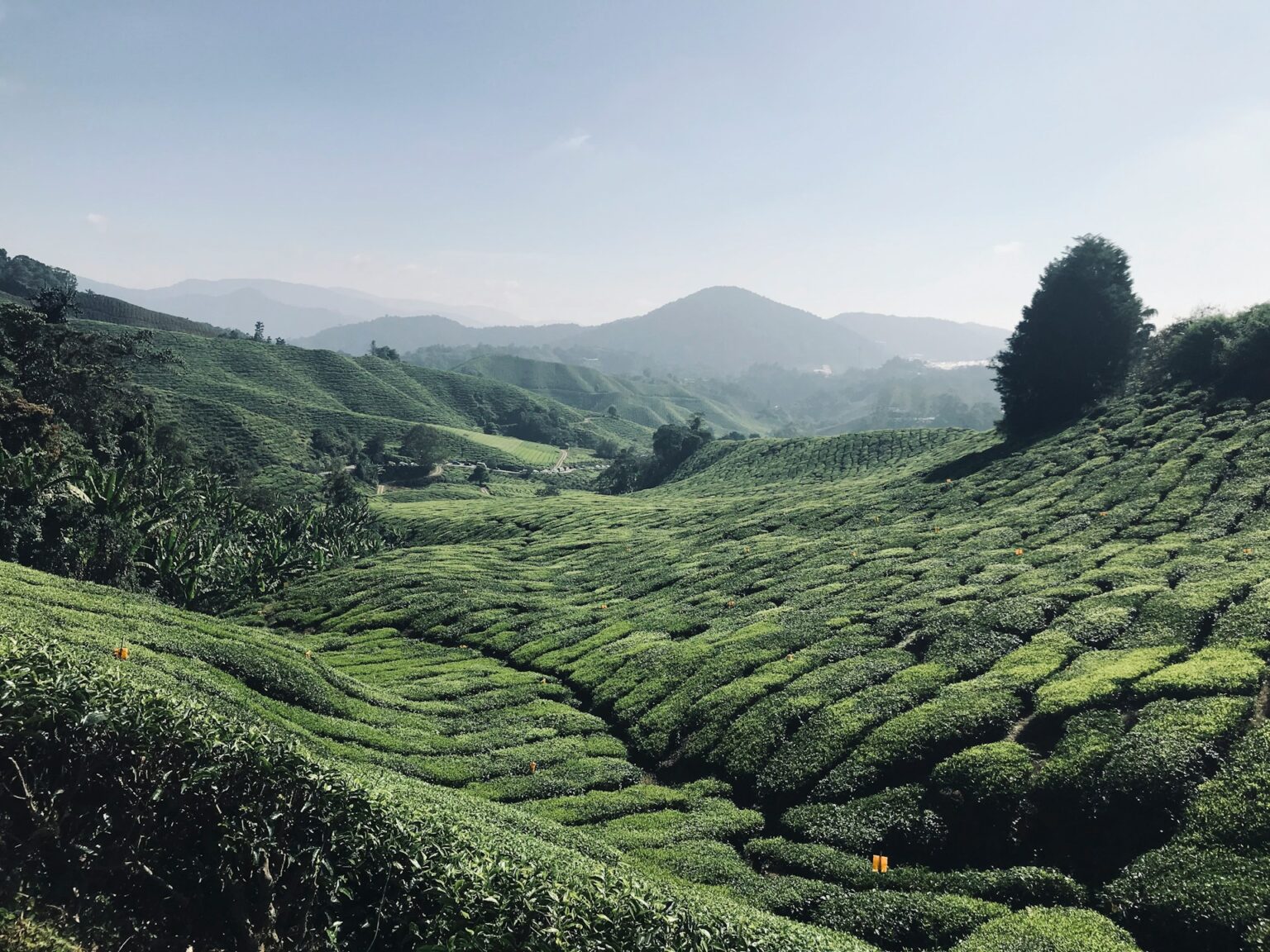 How to get from Ipoh to Cameron Highlands - Go Asia